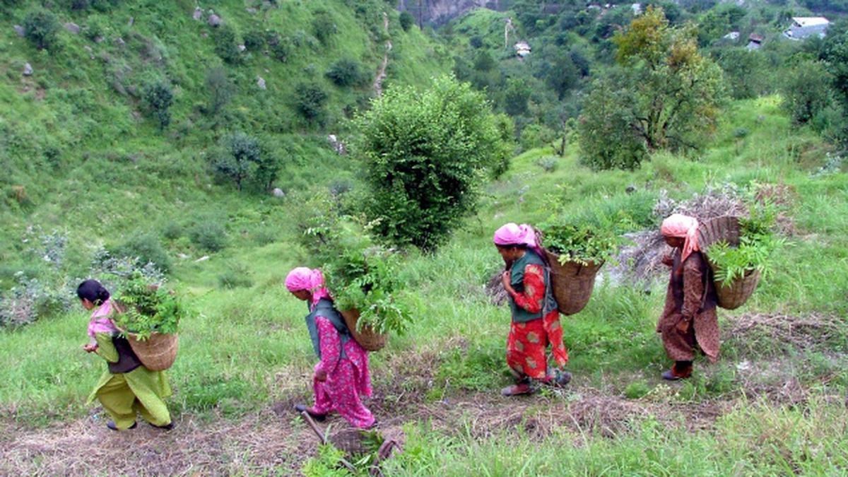 Himachal to earn carbon credits with more forests - The Hindu