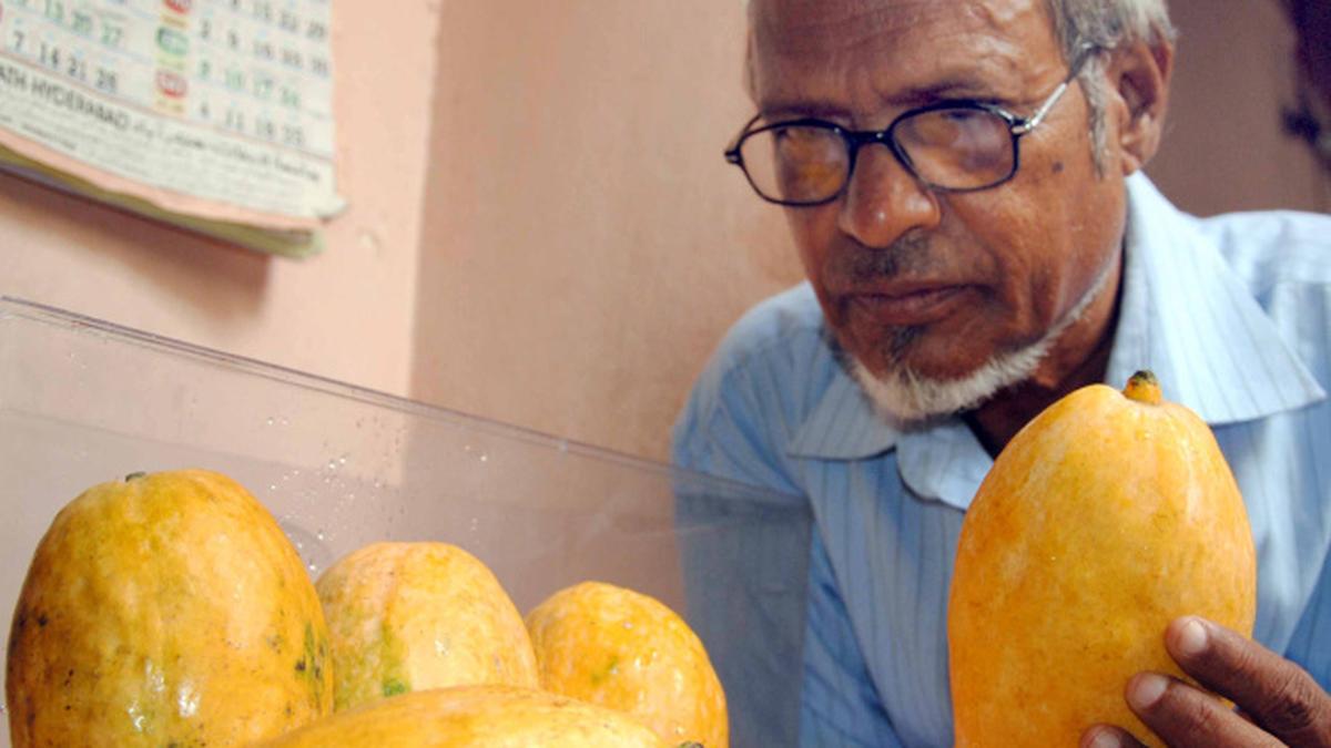 Meet Azam, the mango - The Hindu