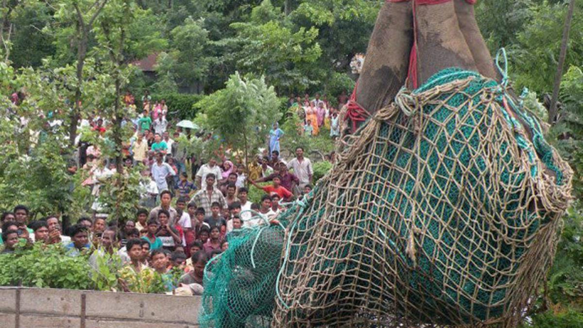 Two elephants injured after being hit by train in Jalpaiguri - The Hindu