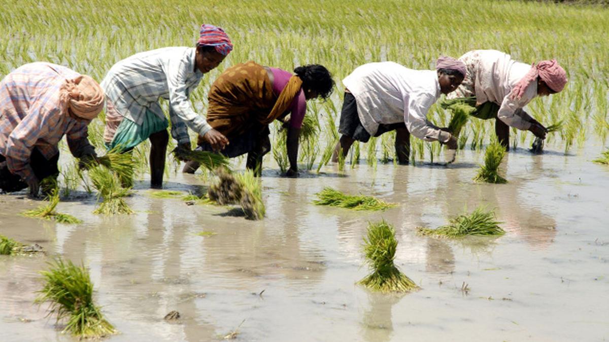 Kuruvai cultivation picking up in Thanjavur - The Hindu