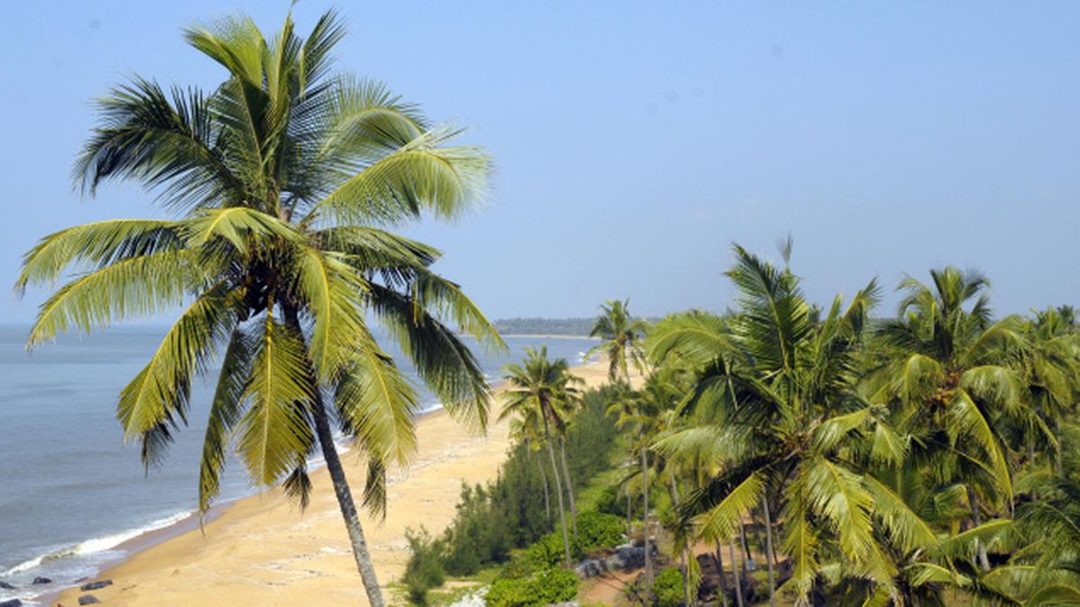 Coconut: origin and east-west spread from Asia - The Hindu