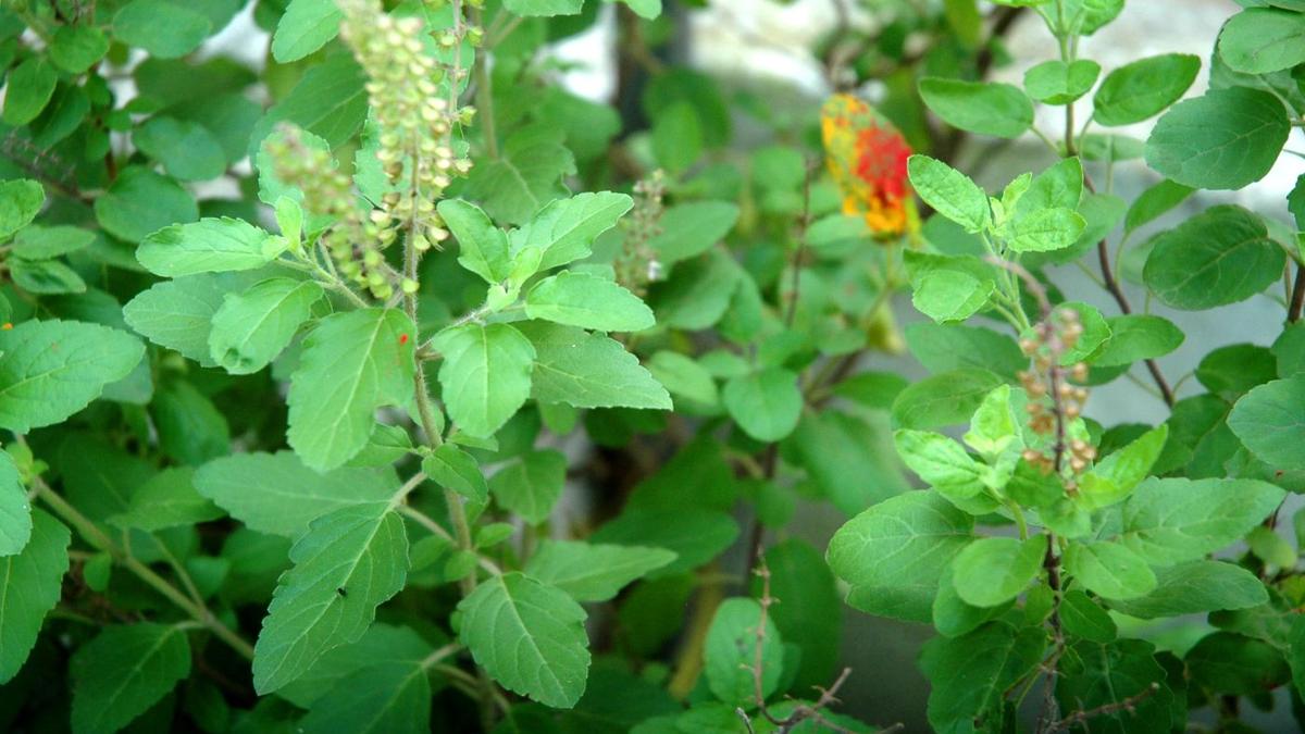 Significance of tulsi - The Hindu