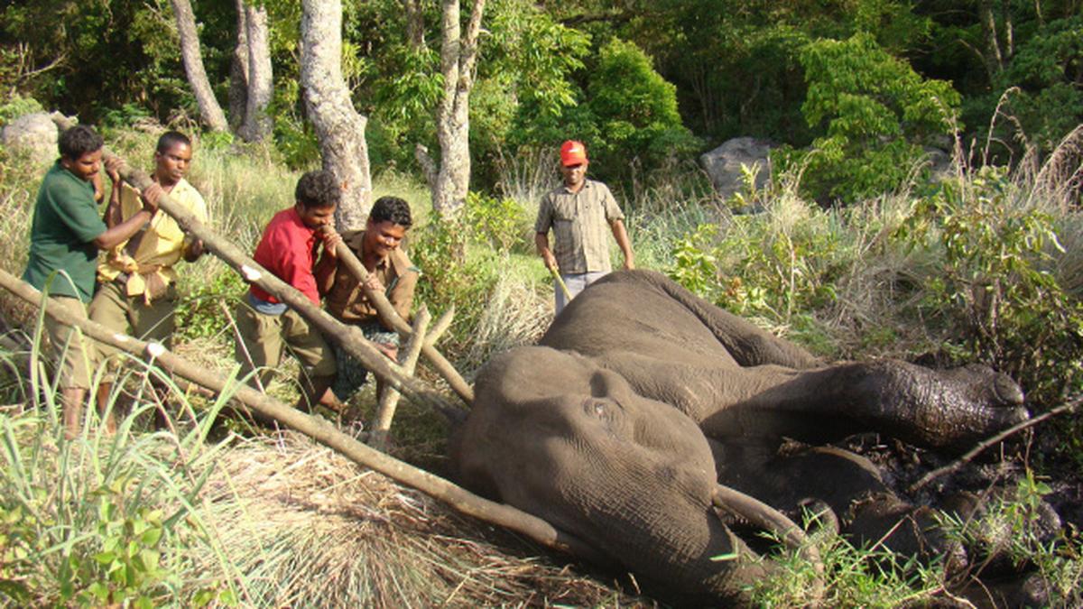 Wild Elephant with festering wound on leg battles for life - The Hindu