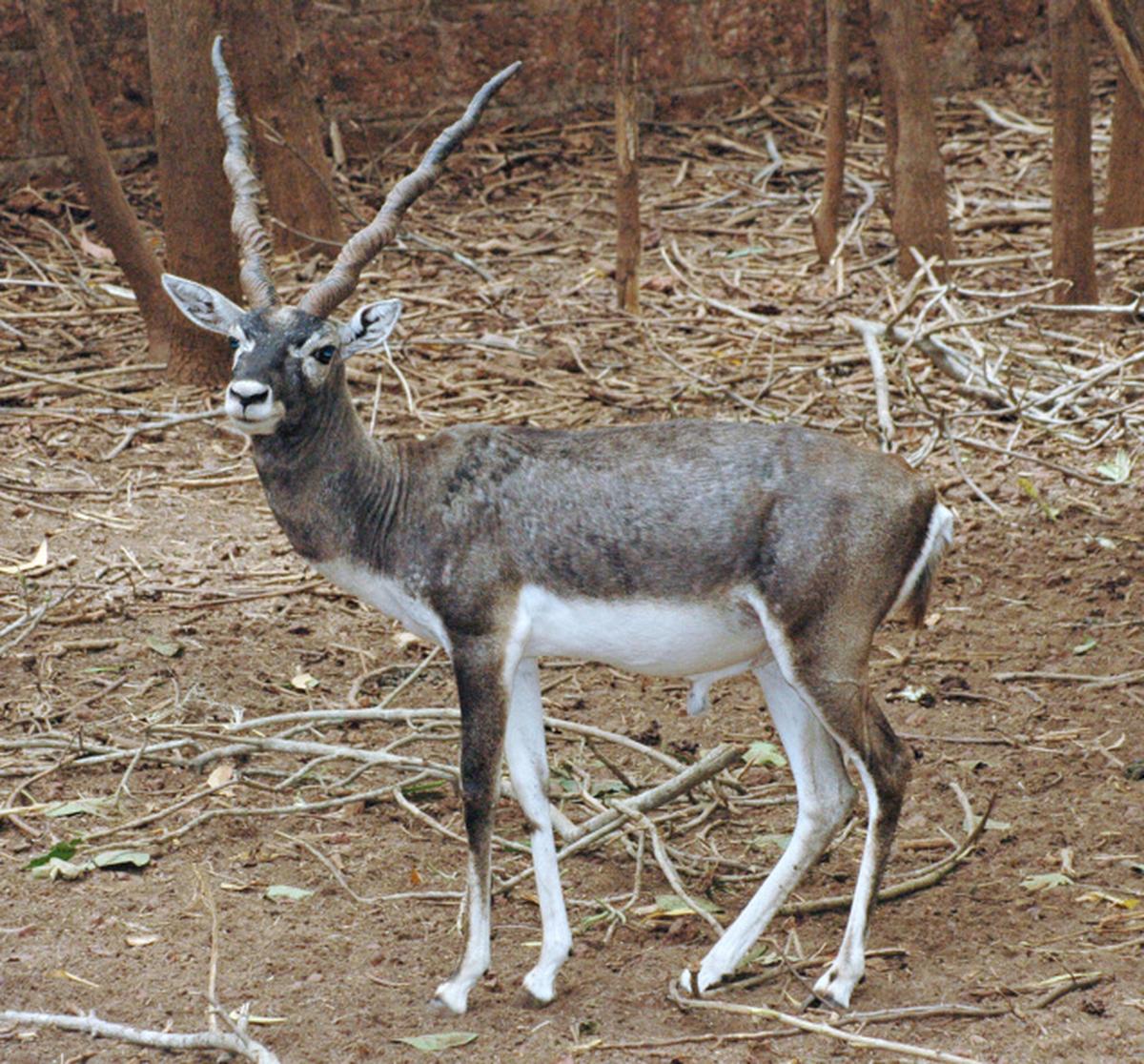 Some animals at Pilikula park to be sterilised - The Hindu