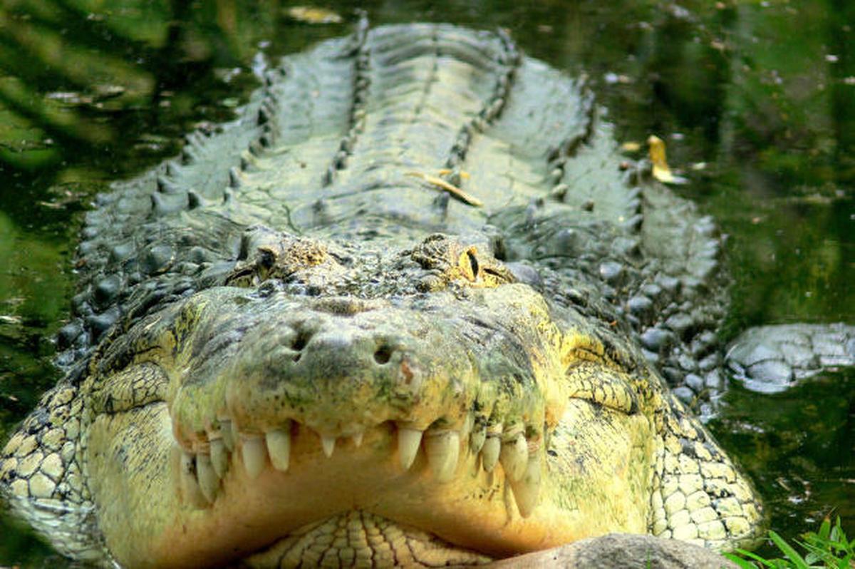 Jaws III, the croc in captivity - The Hindu