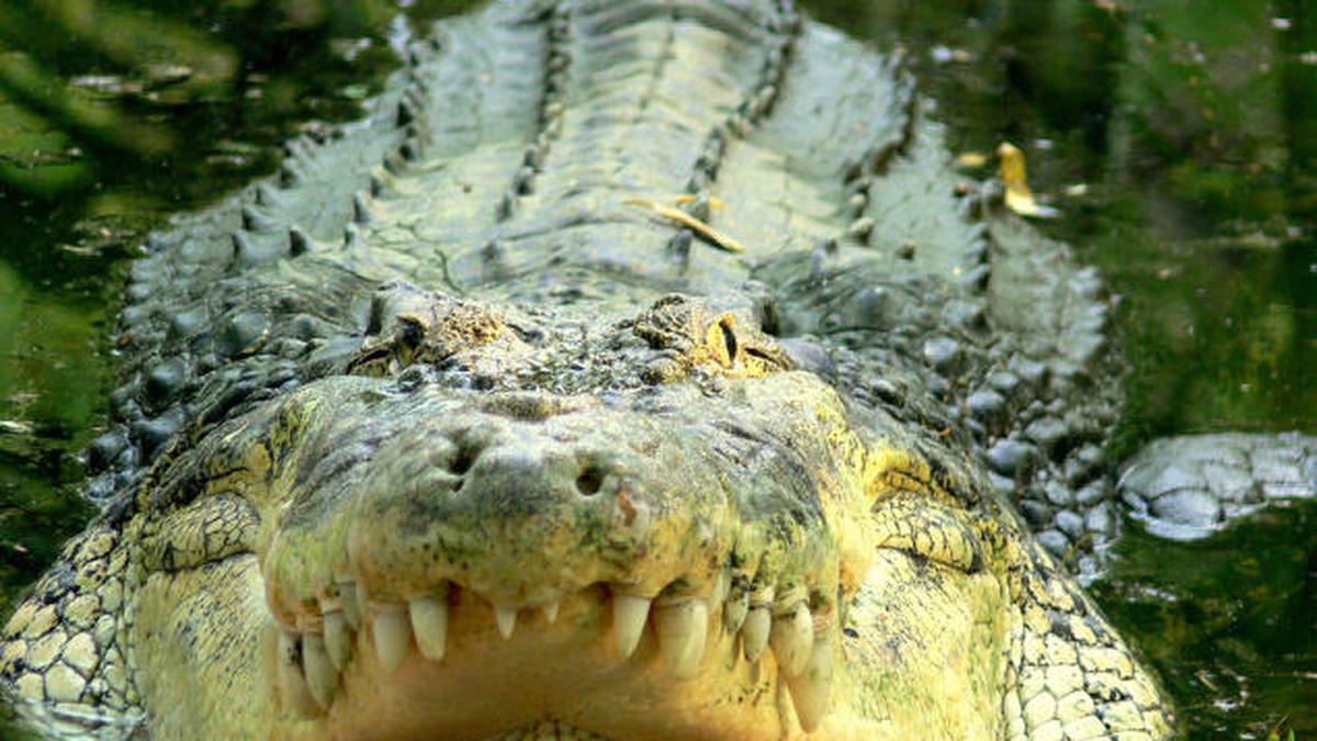 Jaws III, the croc in captivity - The Hindu