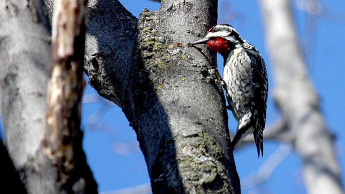 My Husband and Other Animals — Everything's in the name - The Hindu