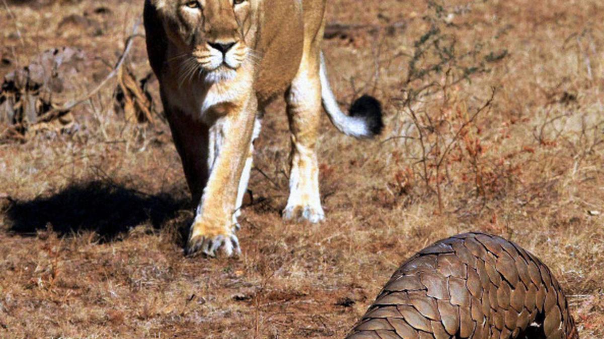 Tenacious pangolin defies pride of lions - The Hindu