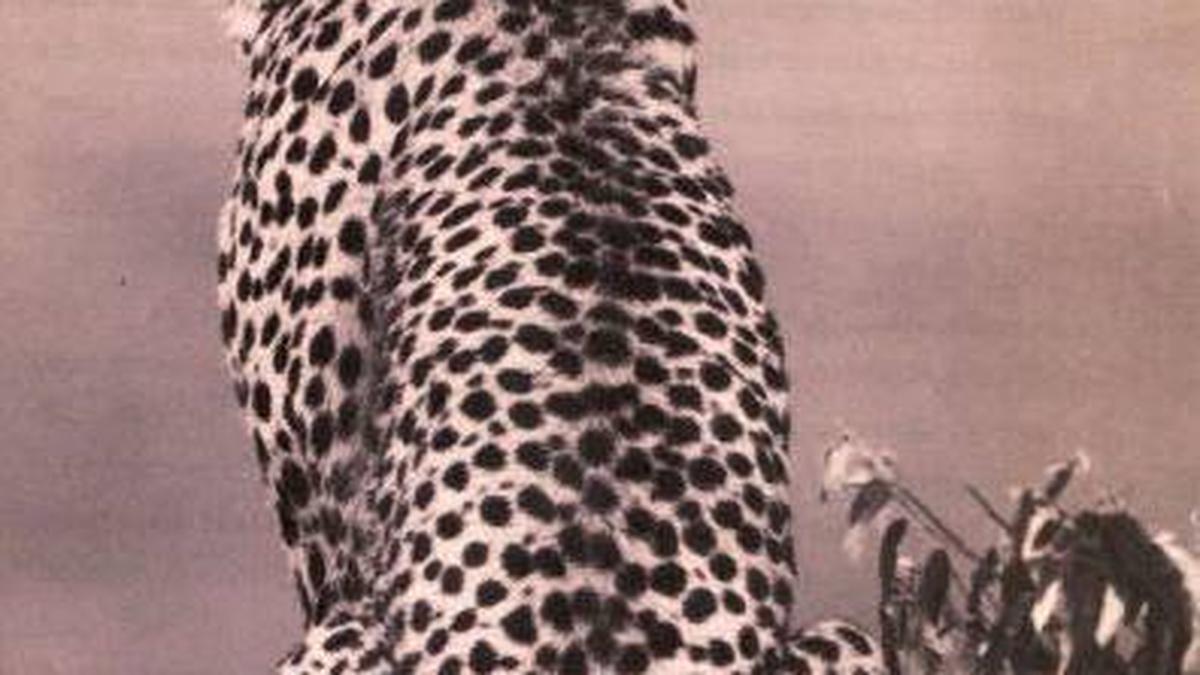 Cheetah is alien to Rajasthan, says expert - The Hindu