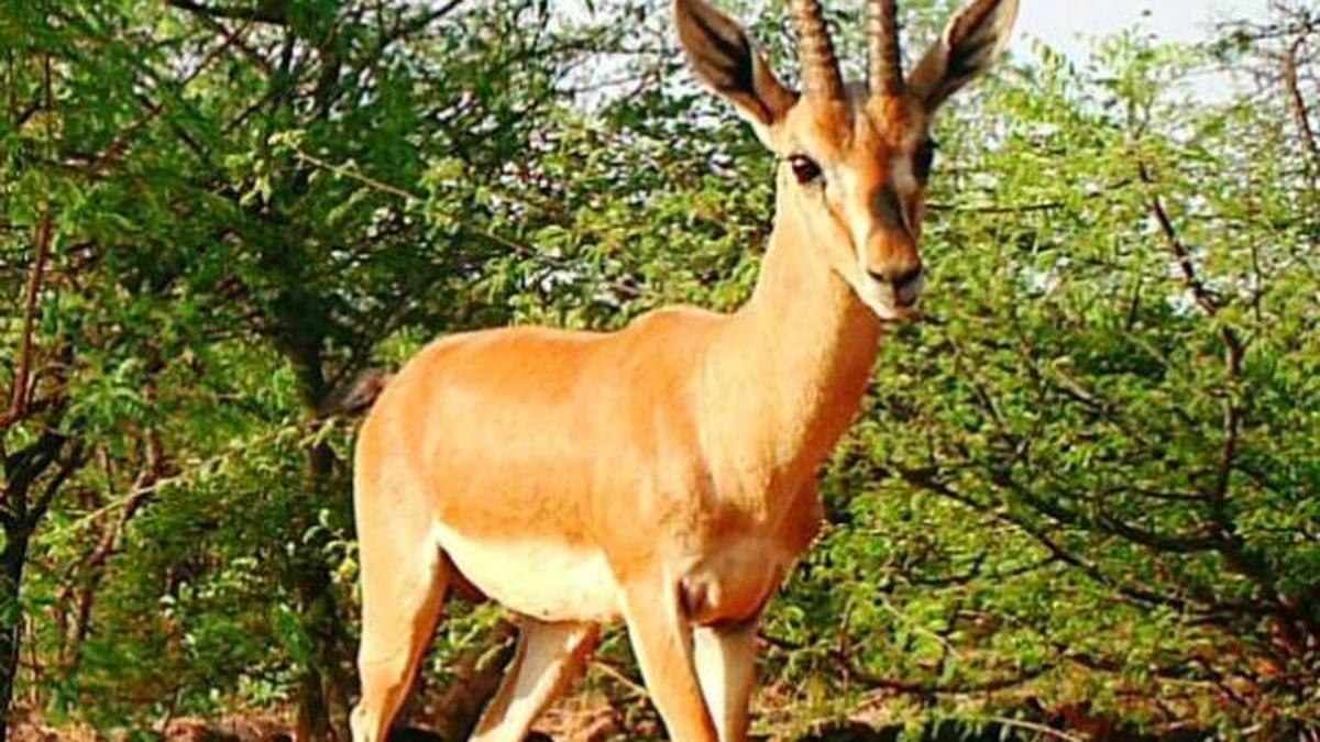 State gets first chinkara sanctuary - The Hindu