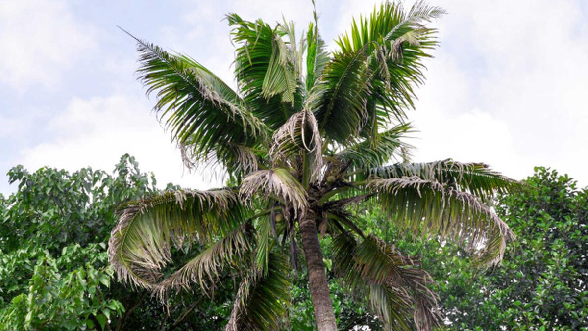 CPCRI measures help check spread of root-wilt disease - The Hindu