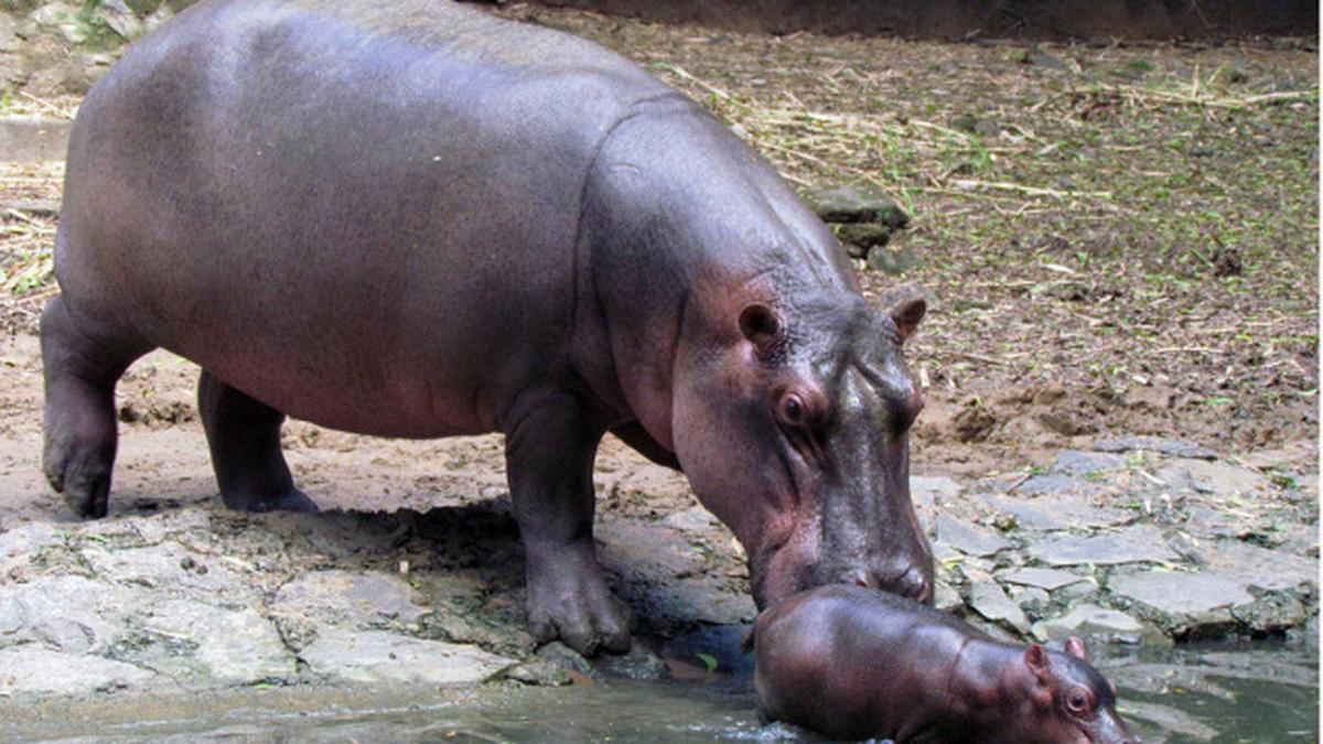 Zoo welcomes seventh hippo - The Hindu