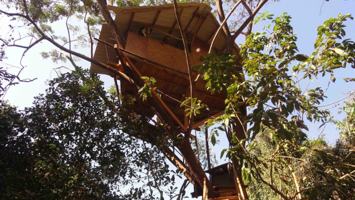 Eco-friendly tree houses at Auroville - The Hindu
