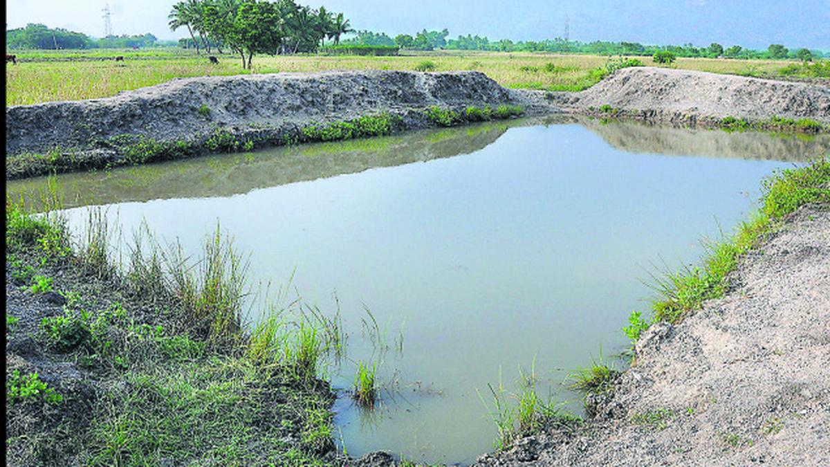 Panchayat reaps benefits of farm ponds - The Hindu