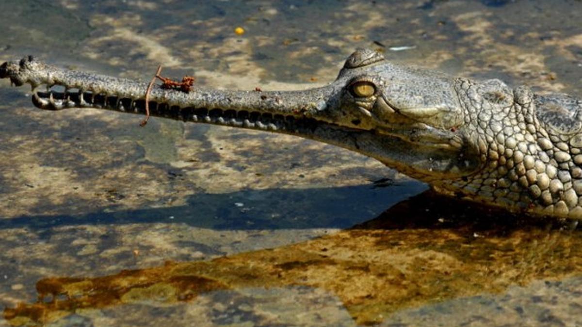 The gharial which lost its freedom after traveling 1000 km - The Hindu