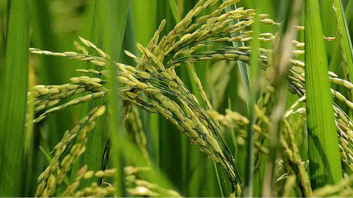 New paddy varieties show good growth in Erode - The Hindu