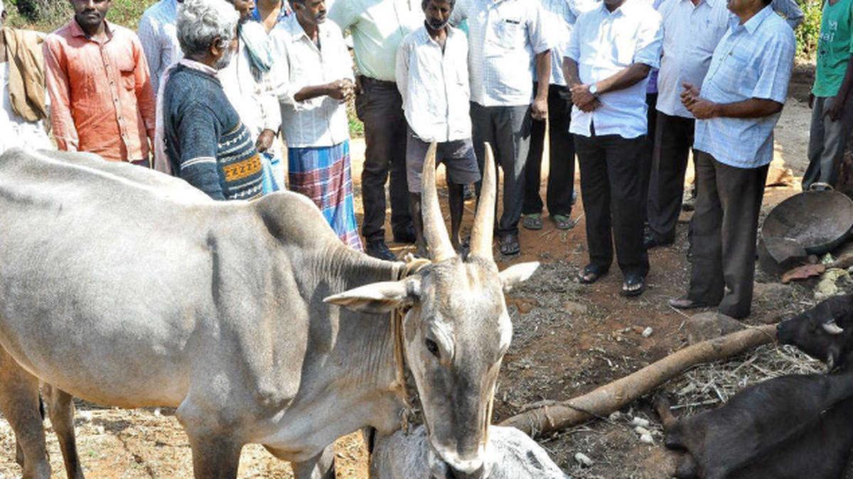 Concern over cattle infected by black quarter in Arkalgud village - The ...