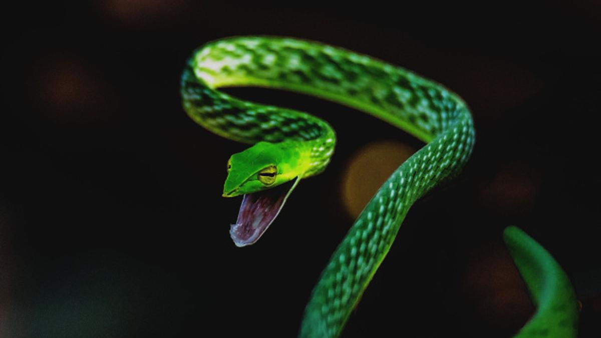 Slithering green beauties - The Hindu