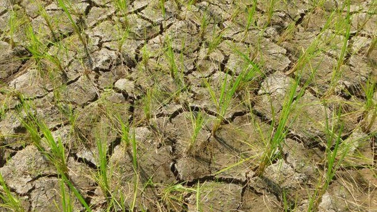 Is new crop insurance panacea for all ills? - The Hindu