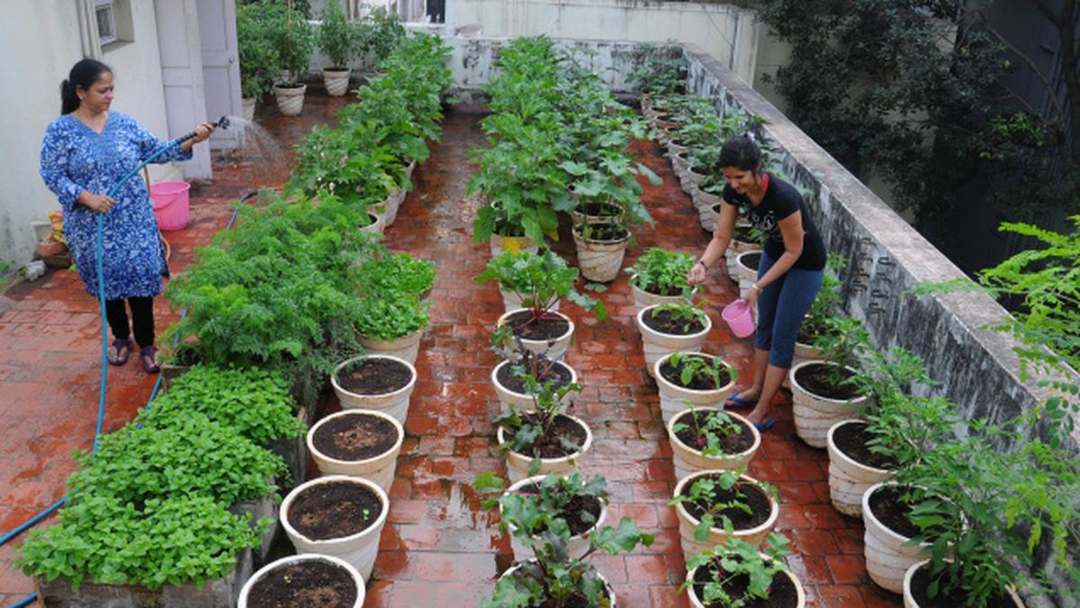 Three women from the AGS Kalpathi family practise organic vegetable ...