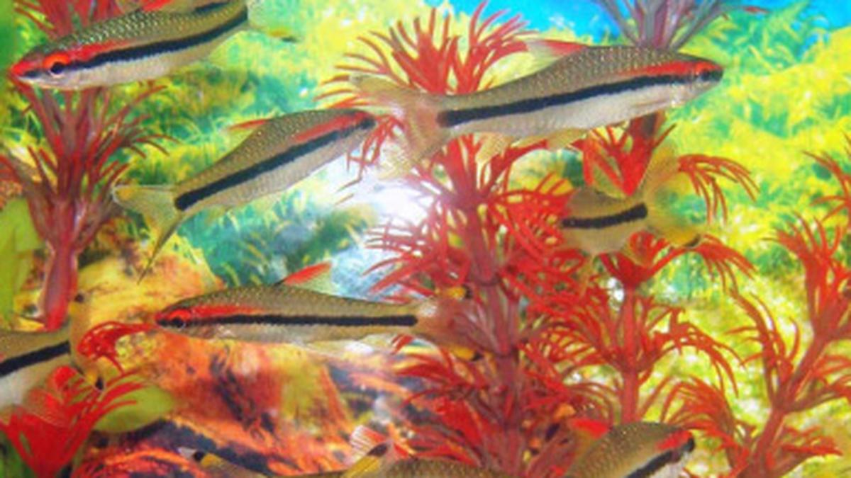 Kufos drive to conserve local fish species - The Hindu