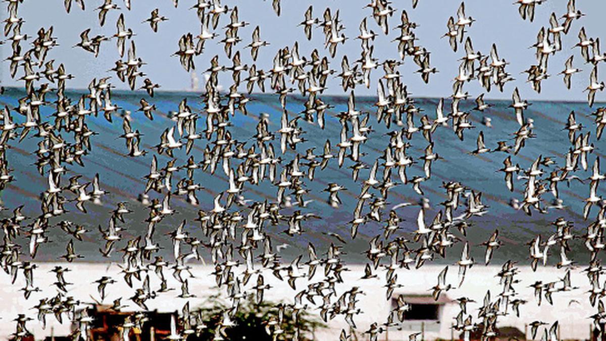 Coringa mangrove hogs limelight - The Hindu