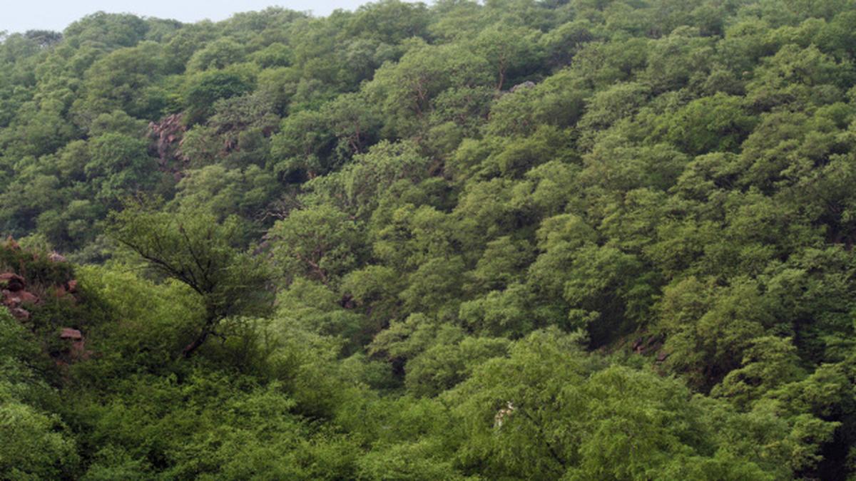 Haryana demarcates Mangar Bani forest area - The Hindu