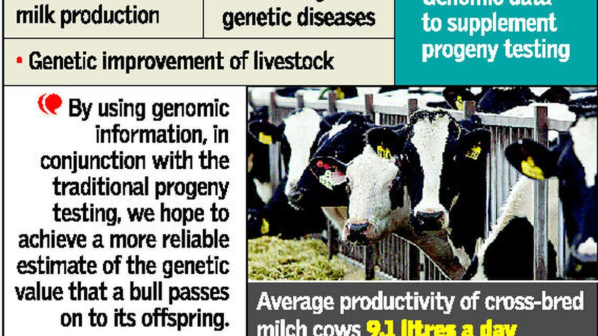 Genomic lab to improve selection of breeding bulls - The Hindu