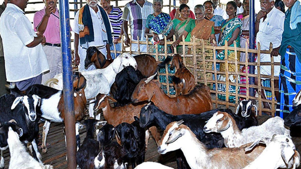 Farmers briefed on innovative technologies in goat, sheep farming - The ...