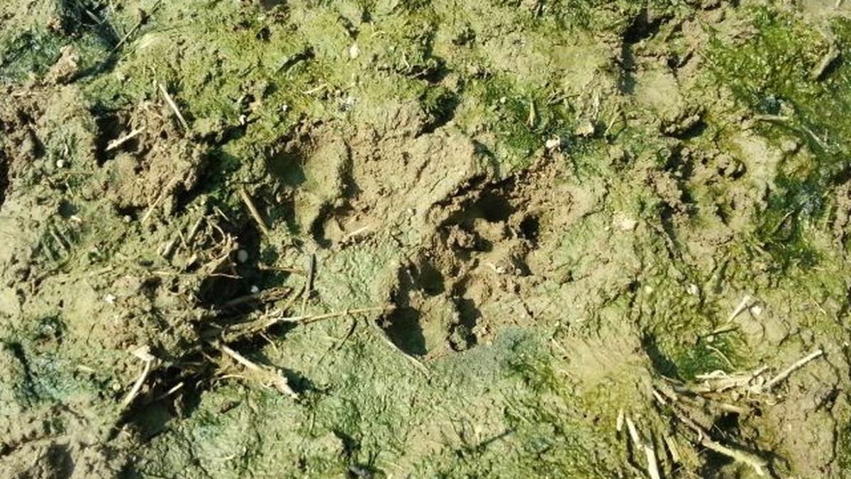 Leopard 'sightings' keep forest officials busy - The Hindu