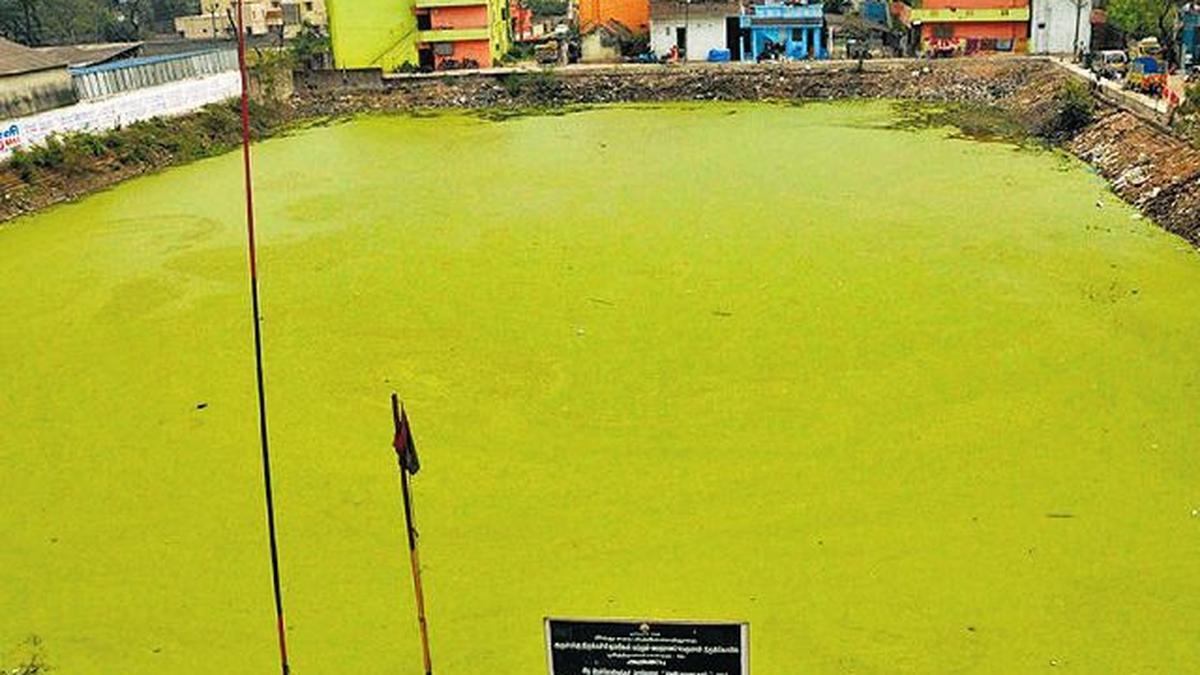 Chola-era temple tank turns garbage dump - The Hindu