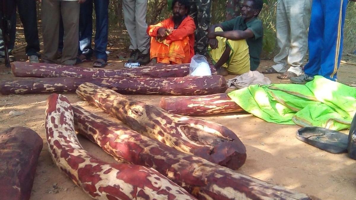 Task force officials seize 23 red sanders logs near Tirupati - The Hindu