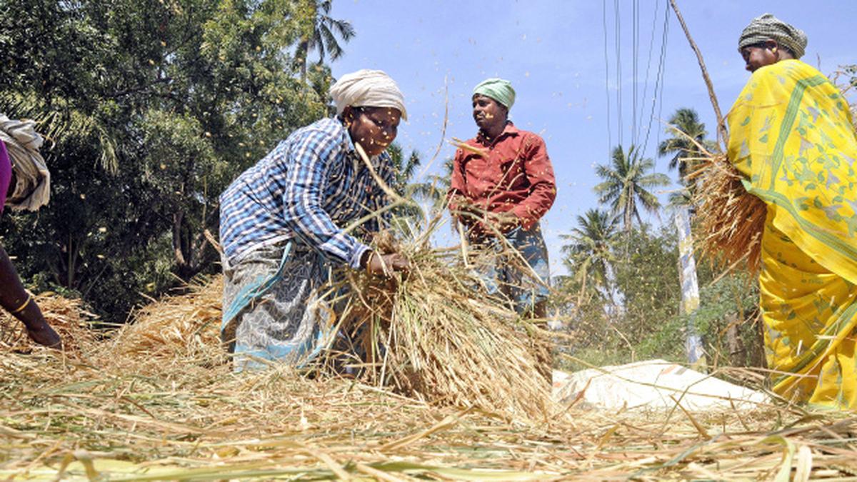Samba paddy harvest over in about 50 per cent of the area - The Hindu