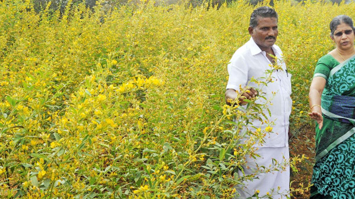 Transplantation proves effective in red gram cultivation - The Hindu