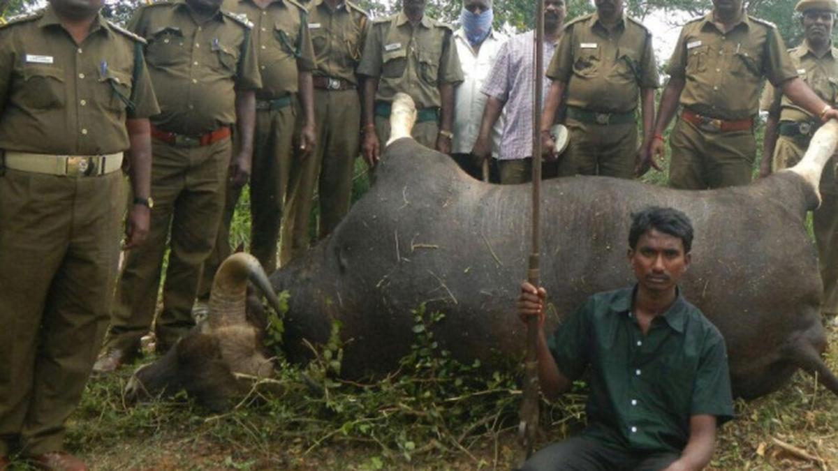 Two held for hunting Gaur - The Hindu