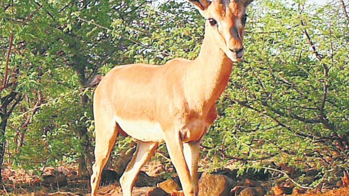 Treading softly in the wild - The Hindu