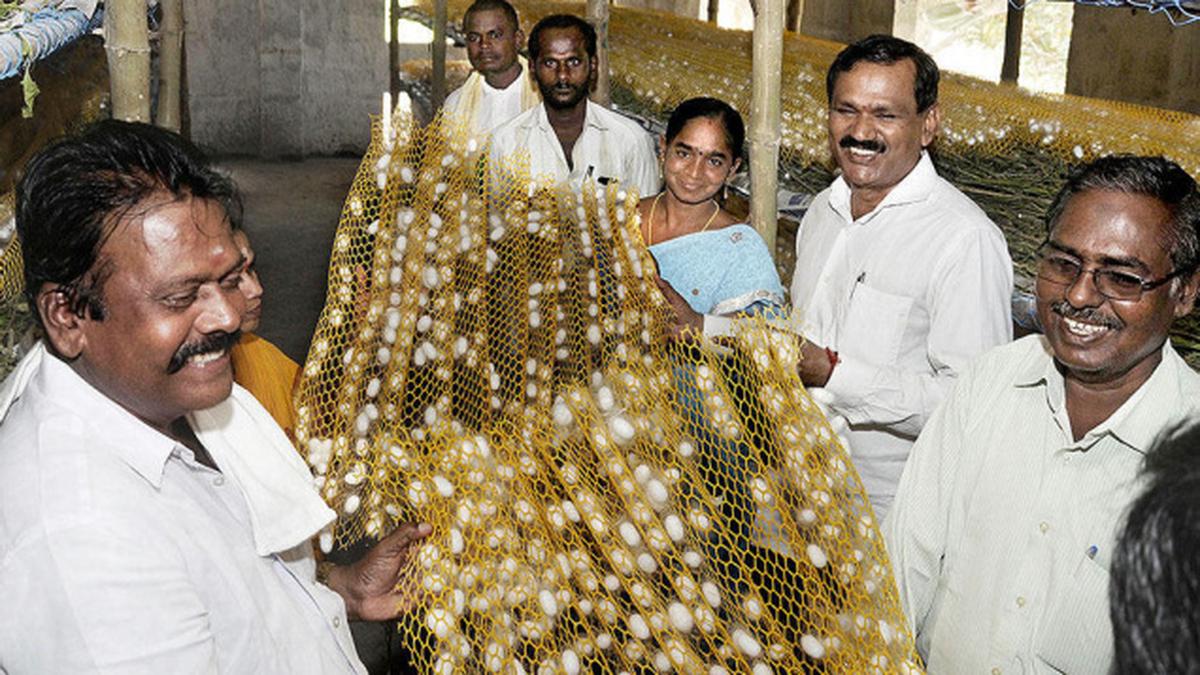 Shoot rearing optimises profit for sericulture farmers - The Hindu