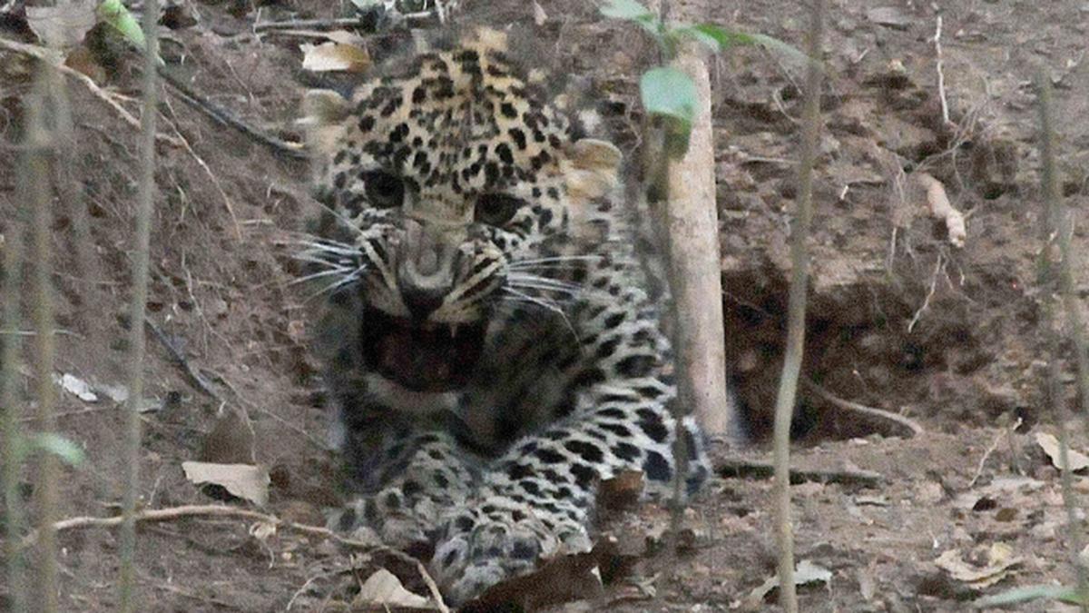 Leopard trapped in snare - The Hindu