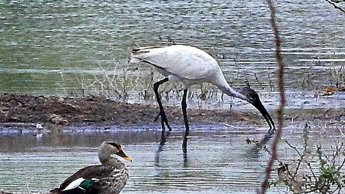 Tank turns into bird paradise - The Hindu