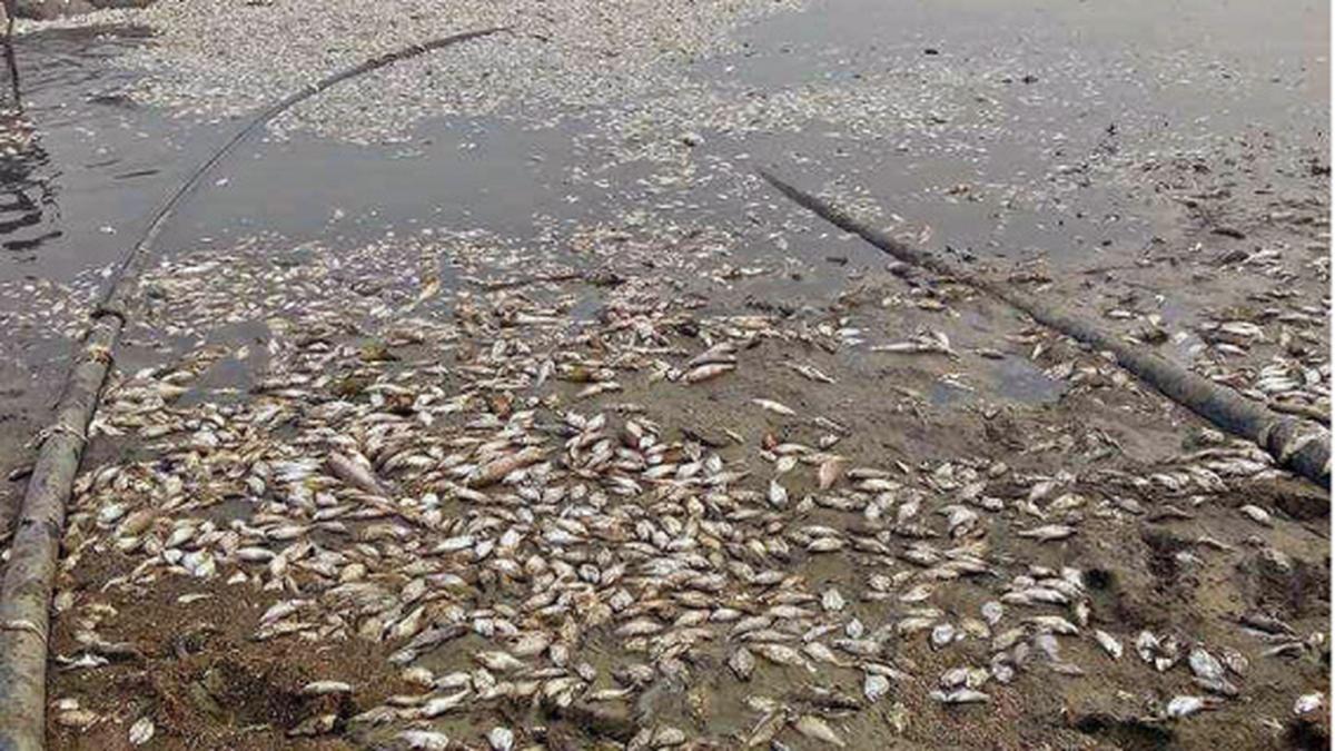 Fish, crocodiles die as Bhima runs dry - The Hindu