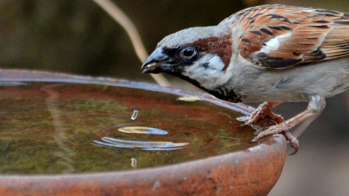 World Sparrow Day: how to bring sparrows back in our backyards - The Hindu