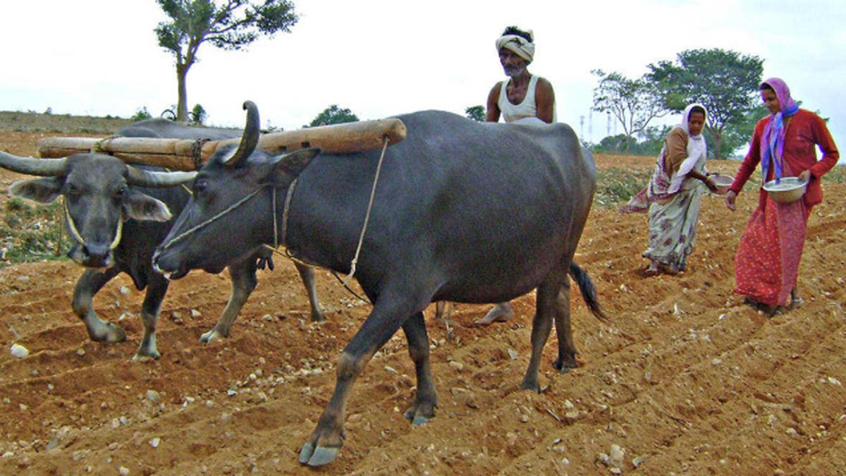 Summer crop yields fall by 50 per cent in Mandya - The Hindu