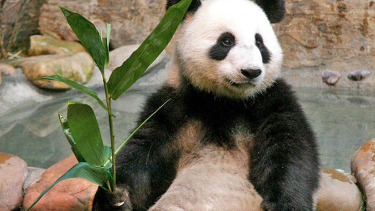 Of Panda encounters at Hong Kong's Ocean Park - The Hindu