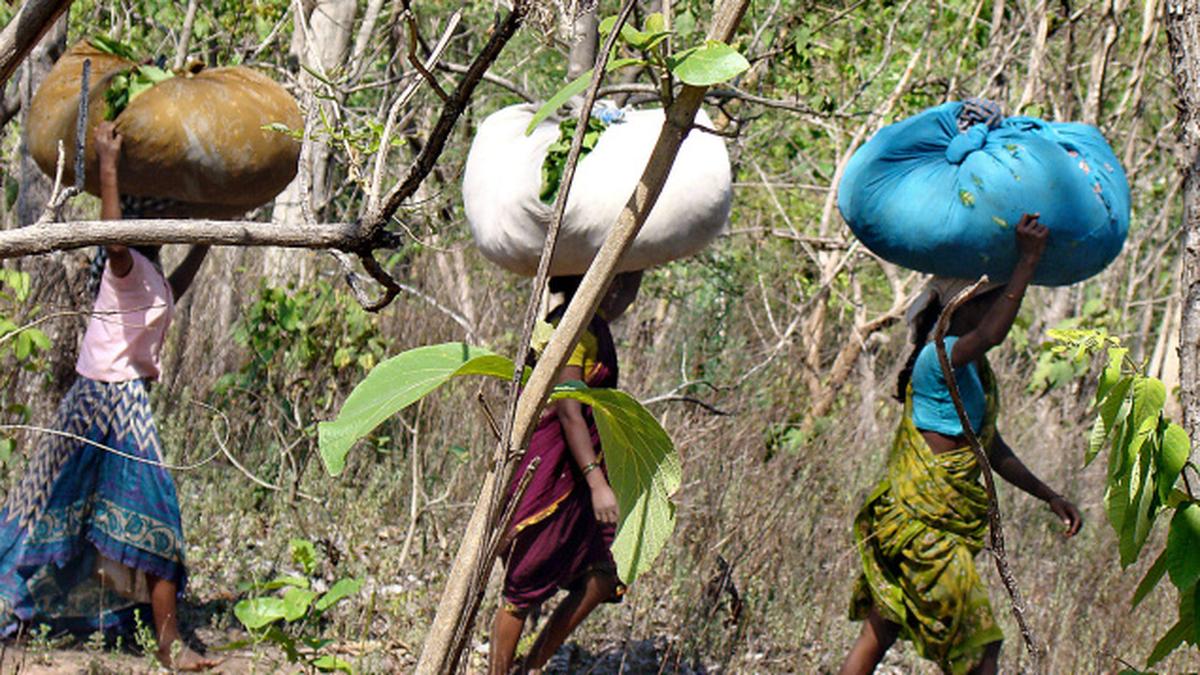 Beedi leaf to bring windfall to contractors, collectors - The Hindu