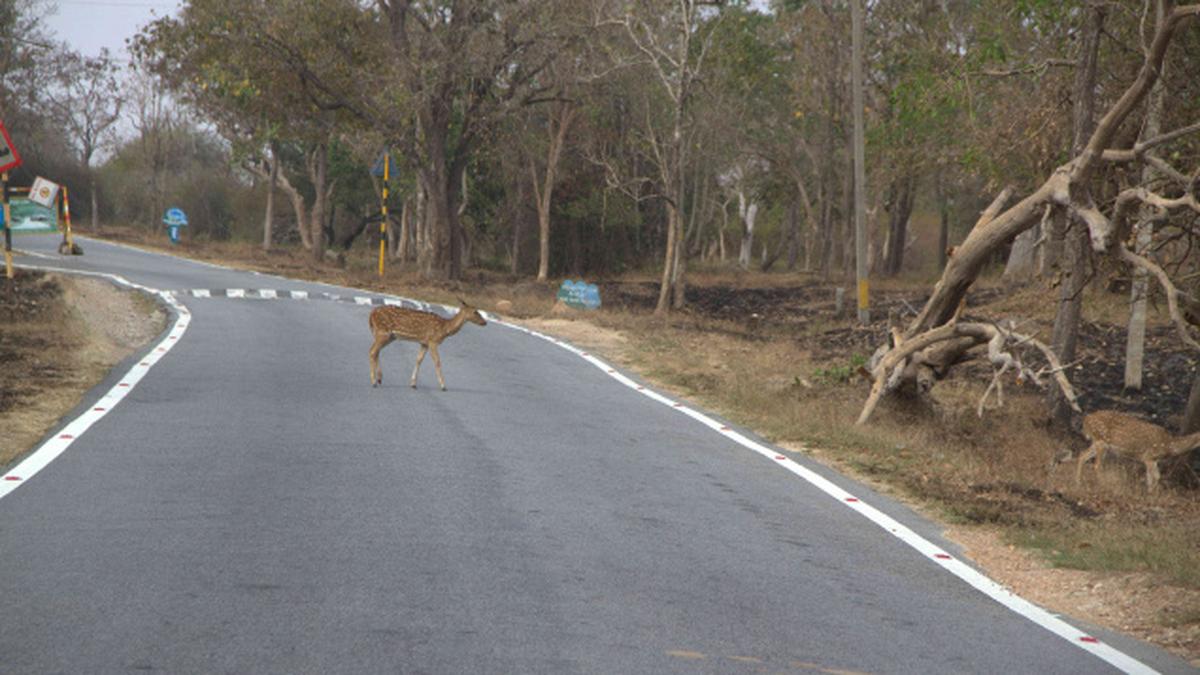 When animals cross the road… - The Hindu
