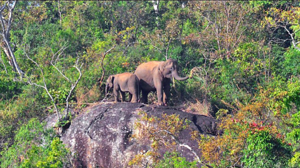 Plea to protect Amarambalam forests - The Hindu