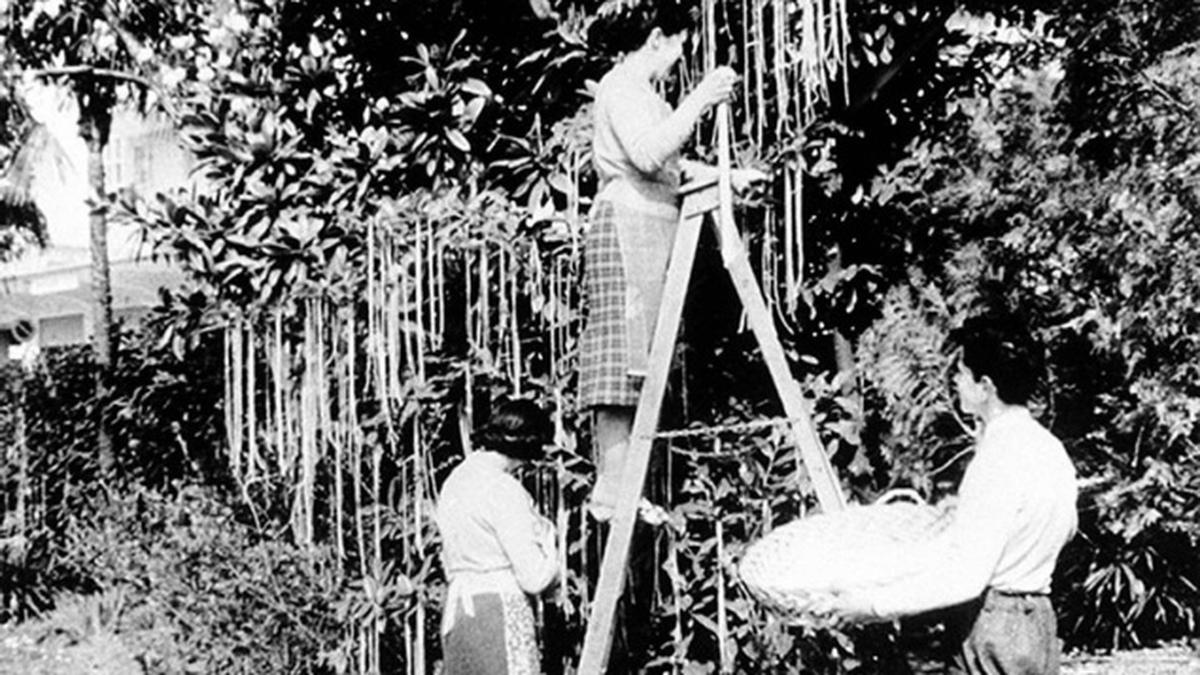 When BBC aired a special on spaghetti trees for April Fool's Day - The ...