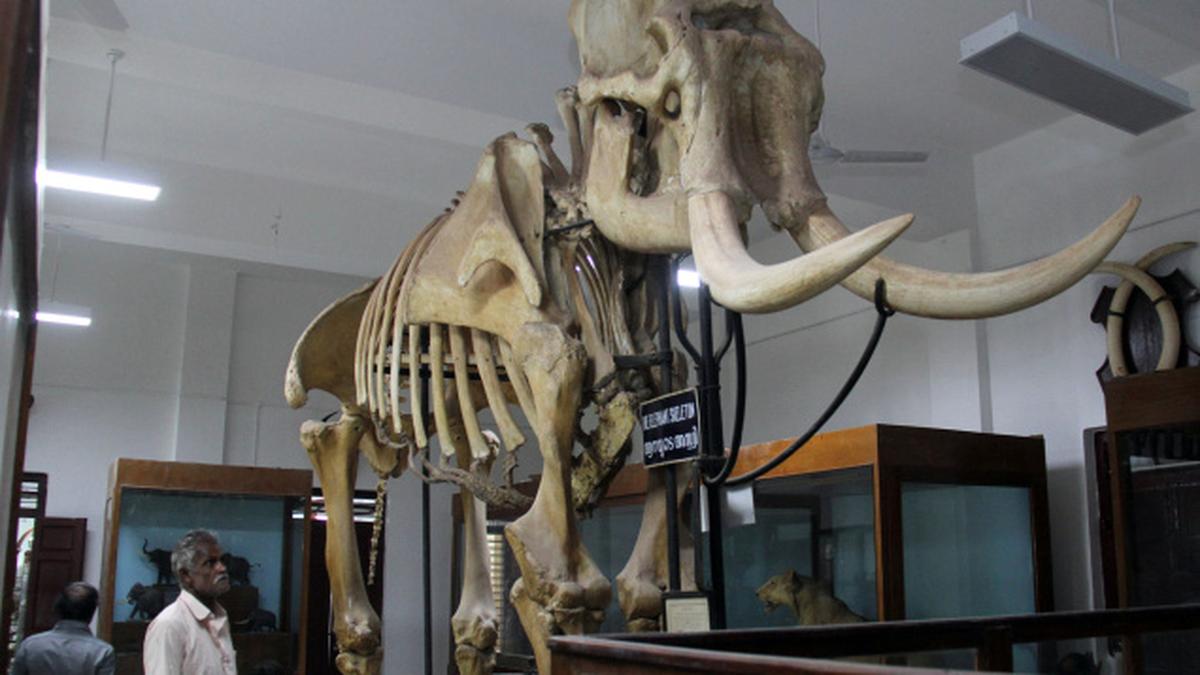 Jumbo Love of V. M. Balachandran who spent his life observing elephants ...