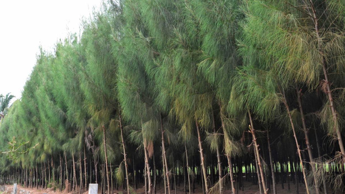 ‘Unplanned Casuarina a major hindrance to Olive Ridley nesting’ - The Hindu