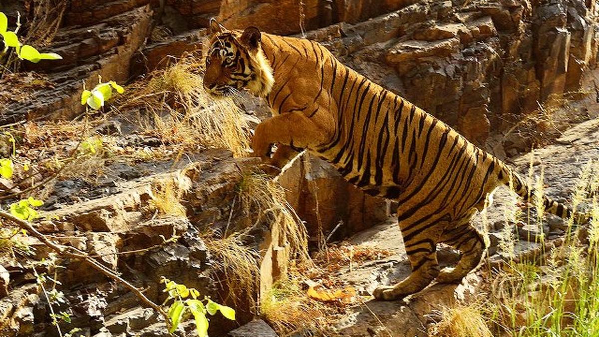 Why Ustad must be in captivity - The Hindu